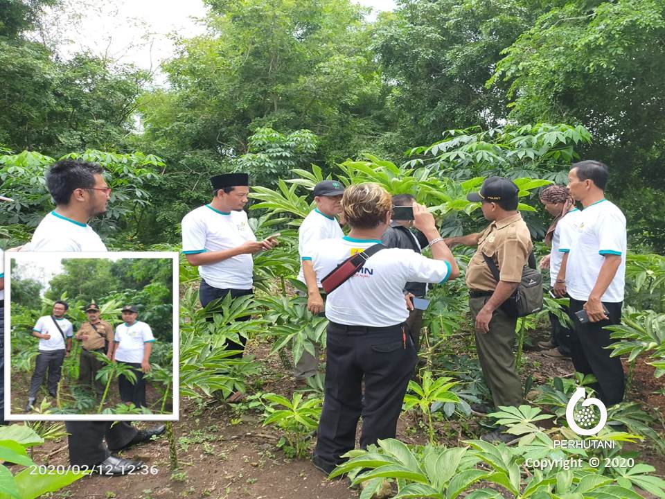 Perhutani Petani Hutan Rakyat Probolinggo Belajar Budidaya Porang di ... Perhutani Petani Hutan Rakyat Probolinggo Belajar Budidaya Porang di ...