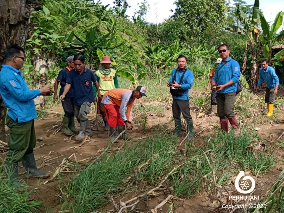 Perhutani Perhutani Bersama LMDH Lakukan Penghijauan Kawasan Jurang ... Perhutani Perhutani Bersama LMDH Lakukan Penghijauan Kawasan Jurang ...