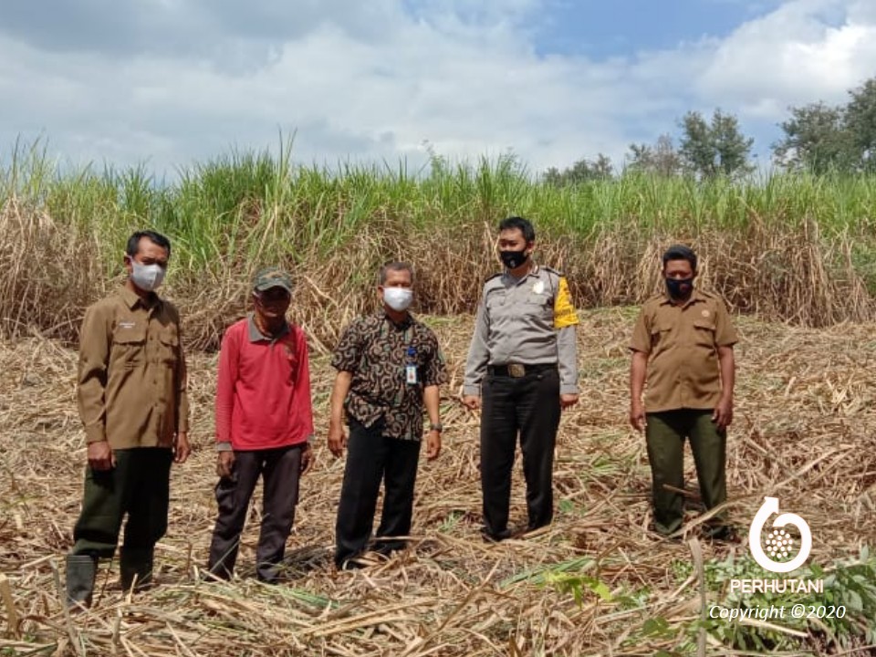 Perhutani Perhutani Lakukan Kerjasama Agroforestry Tebu dengan PTPN Perhutani Perhutani Lakukan Kerjasama Agroforestry Tebu dengan PTPN