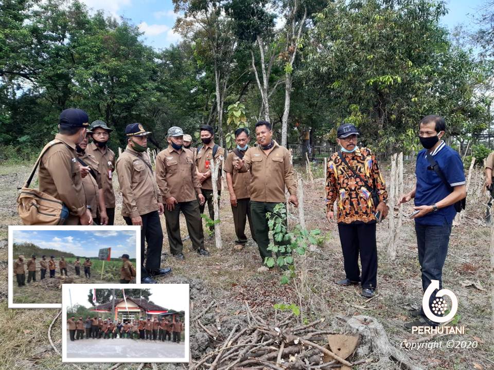 Perhutani Kunjungi Perhutani Saradan, Dua LMDH Dari Blitar Belajar Budidaya Tanaman Kayu Putih