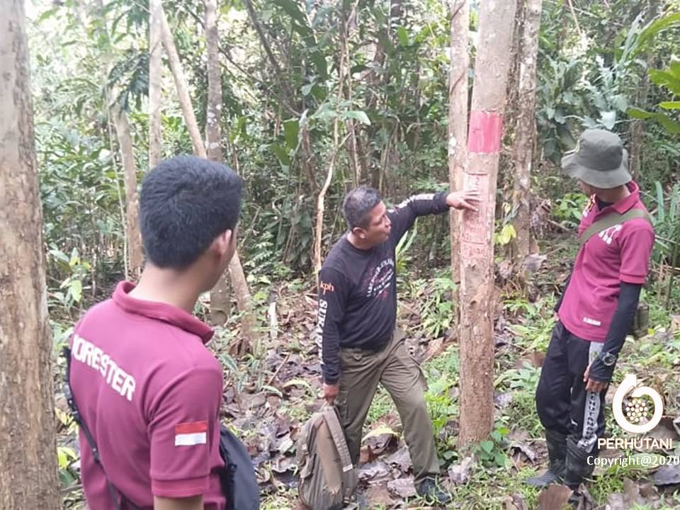 Perhutani Perhutani Kenalkan Pengelolaan Hutan Pada Siswa PKL di ... Perhutani Perhutani Kenalkan Pengelolaan Hutan Pada Siswa PKL di ...