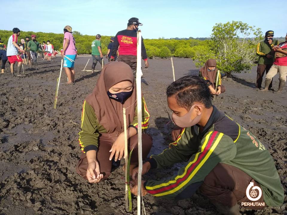 Perhutani Saka Wanabakti Binaan Perhutani dan Komunitas IKPASS Reboisasi Hutan Mangrove di ...