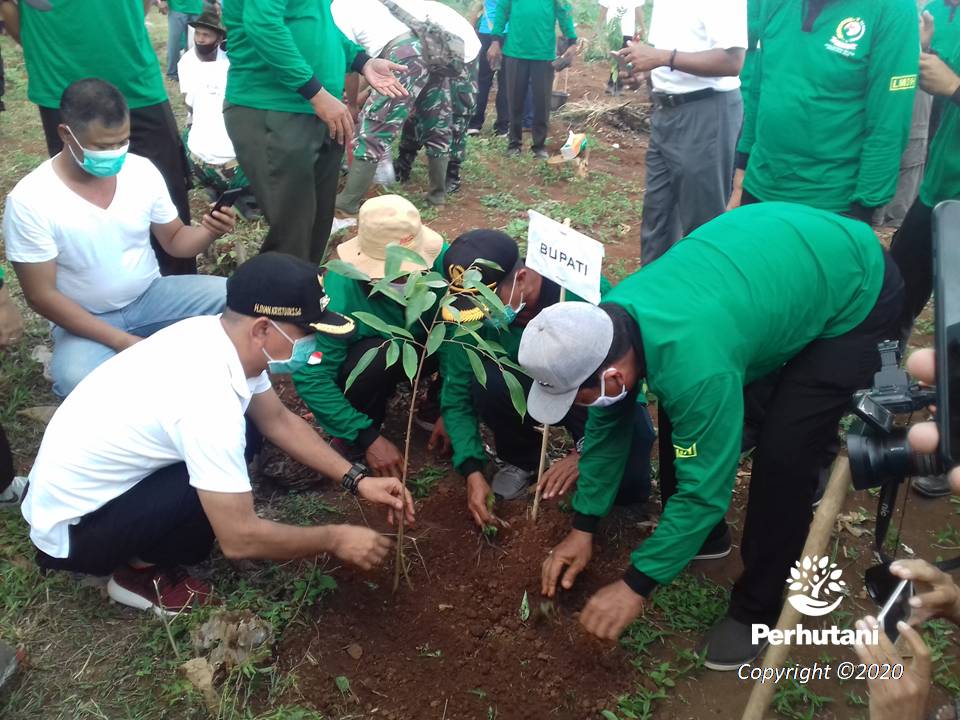 Perhutani Peringati Hari Pohon Sedunia, Perhutani Bersama Bupati Jepara ... Perhutani Peringati Hari Pohon Sedunia, Perhutani Bersama Bupati Jepara ...