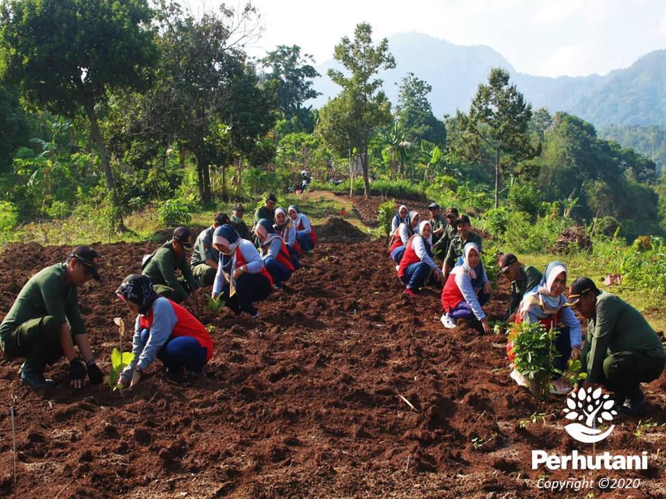 Perhutani Peringati Hari Pohon Sedunia, IIK Perhutani Tanam Pohon di ... Perhutani Peringati Hari Pohon Sedunia, IIK Perhutani Tanam Pohon di ...