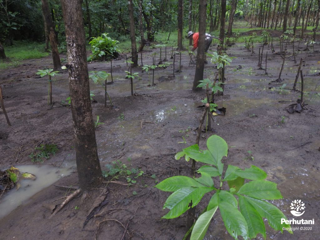 Perhutani Perhutani Berikan Bimtek Budidaya Tanaman Porang Kepada LMDH di Kangean Madura
