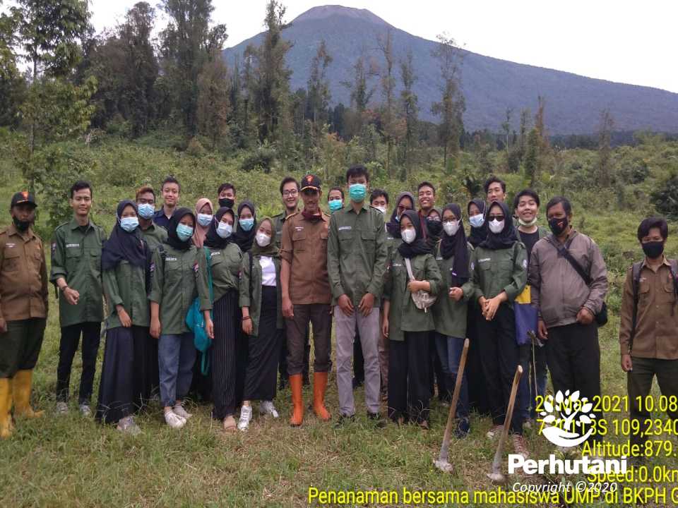 Perhutani HUT ke-60, Perhutani Gandeng Mahasiswa UMP Tanam Bersama ... Perhutani HUT ke-60, Perhutani Gandeng Mahasiswa UMP Tanam Bersama ...