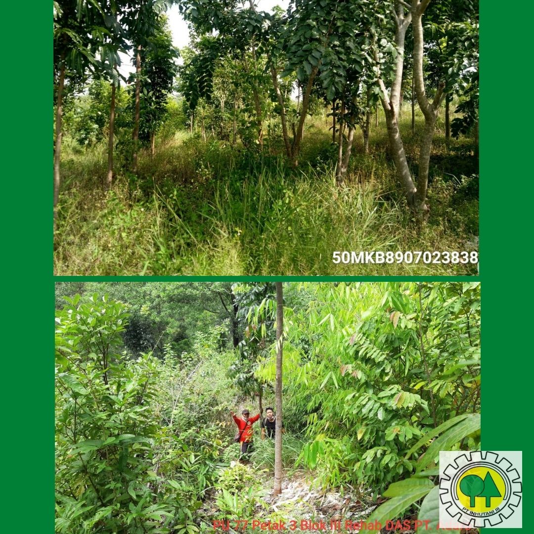 Perhutani PT Inhutani III Kebut Penyelesaian RHL di Kalteng dan Kalsel ... Perhutani PT Inhutani III Kebut Penyelesaian RHL di Kalteng dan Kalsel ...