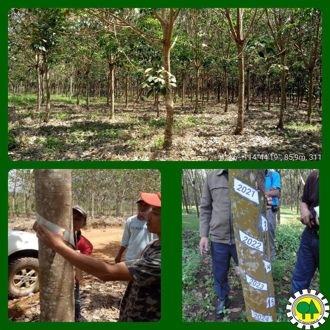 Perhutani Bersiap Sadap Getah Karet di Kabupaten Tanah Laut, Inhutani III Jalin Kerjasama ...