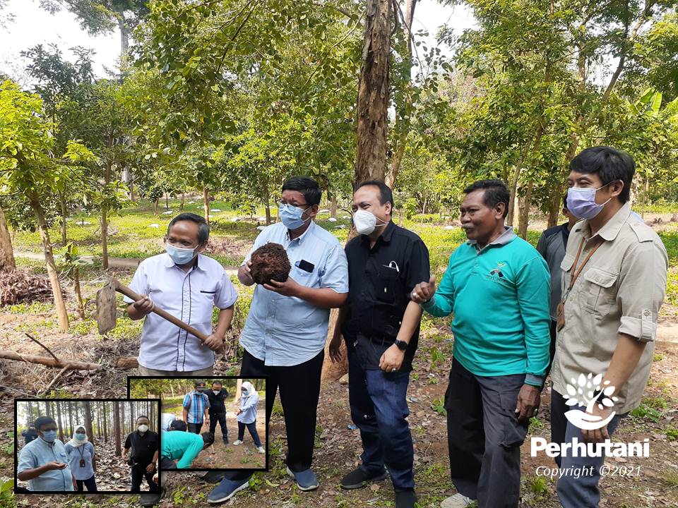 Perhutani Budidaya Porang di Kawasan Hutan Perhutani Diminati PT RPN Perhutani Budidaya Porang di Kawasan Hutan Perhutani Diminati PT RPN