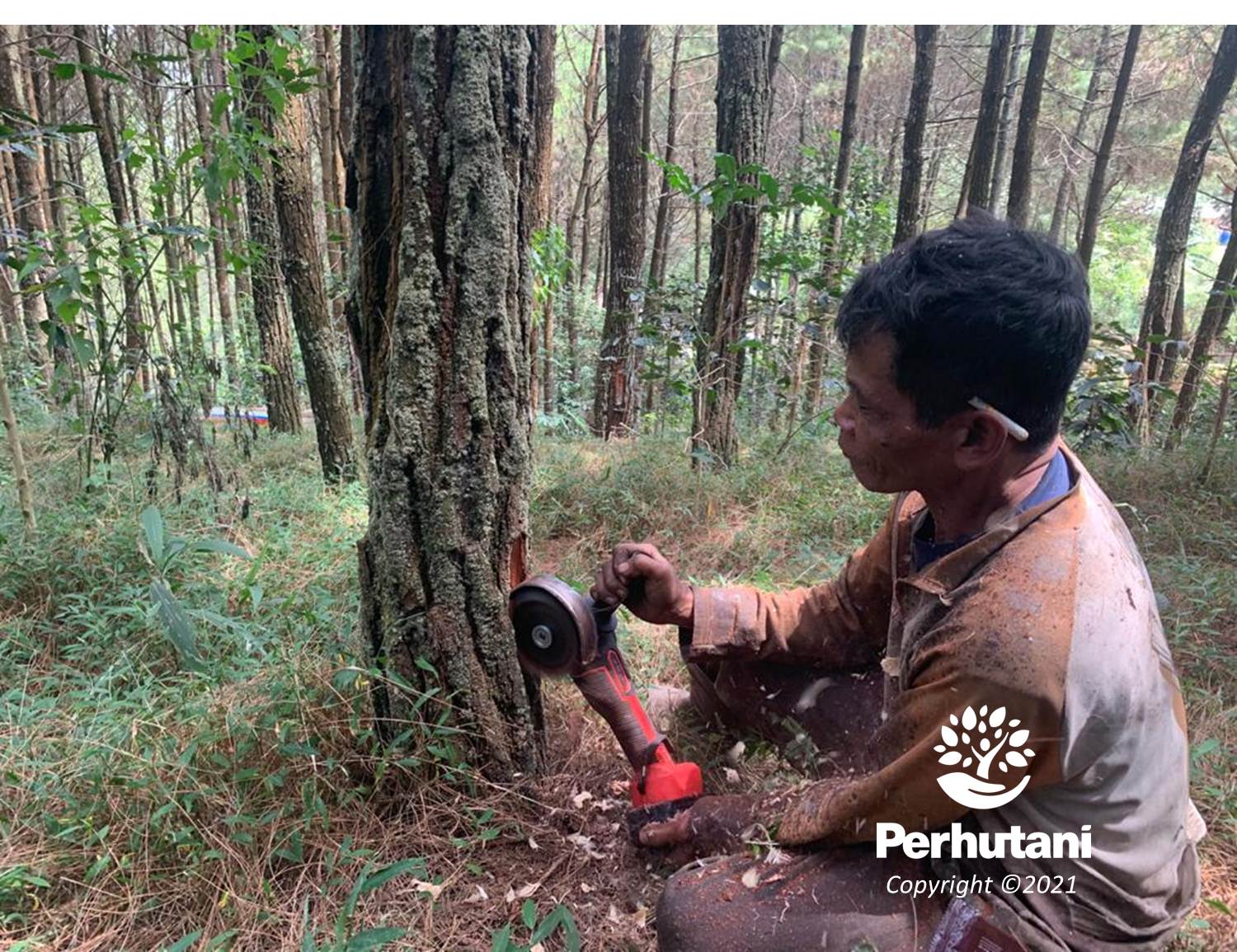 Perhutani Tingkatkan Produksi Getah Pinus, Perhutani Bandung Utara ...