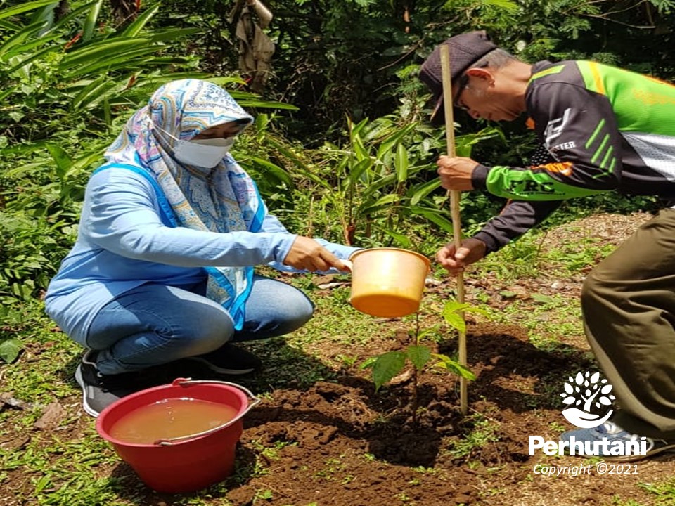 Perhutani Jaga Kelestarian Hutan, Perhutani dan IIK Perhutani Bersama MDH Lakukan Penanaman di ...