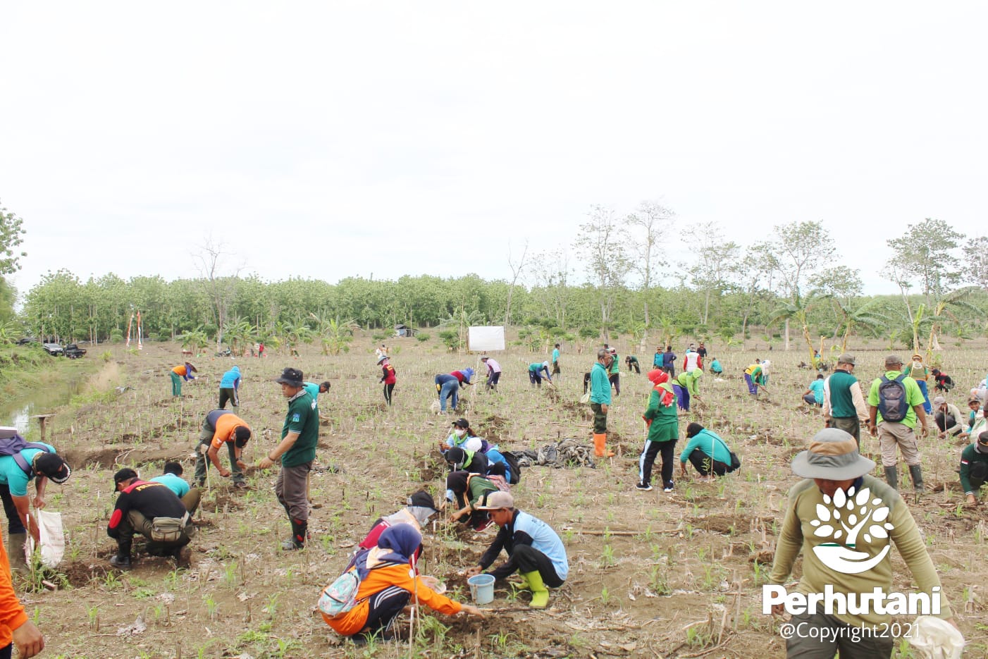 Perhutani Perhutani Gelar Penanaman Bersama Dengan Stakeholder di Tuban