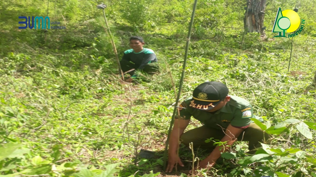 Perhutani Inhutani IV Lakukan Pengayaan Tanaman Pinus di Gayo Lues Aceh