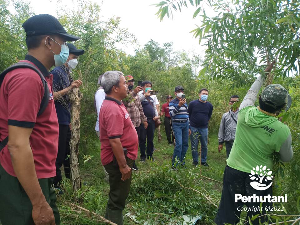 Perhutani Perhutani Terima Kunjungan PT Inhutani III Studi Banding ... Perhutani Perhutani Terima Kunjungan PT Inhutani III Studi Banding ...