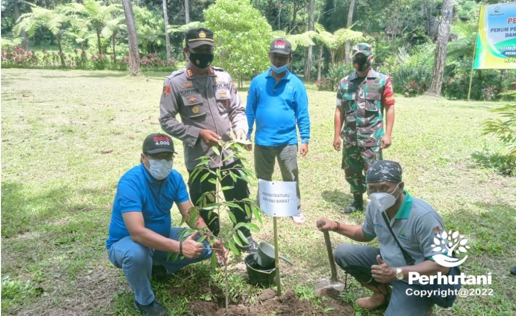 Perhutani Perhutani Banyuwangi Barat Bersama Stakeholder Tanam Durian Dan Alpukat Di Kawasan ...