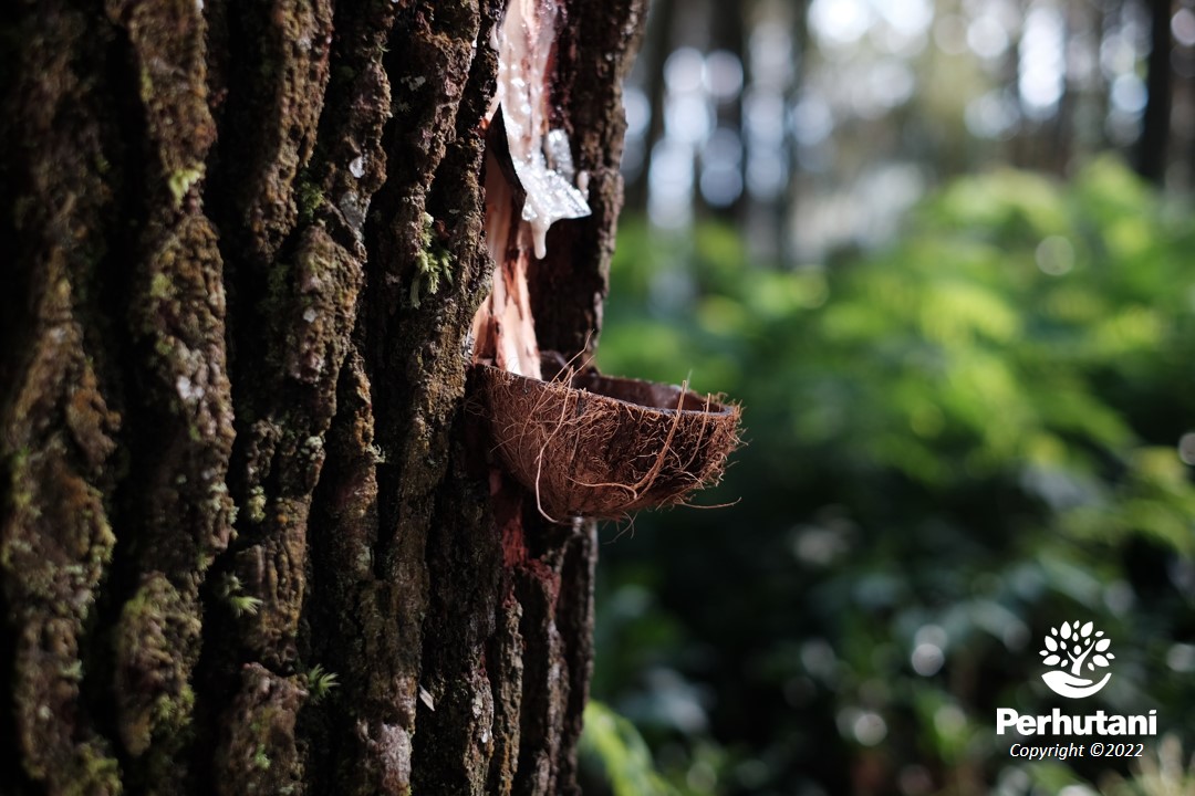 Perhutani Kelola Hutan Berkelanjutan, Perhutani Siap Penetrasi Pasar ...