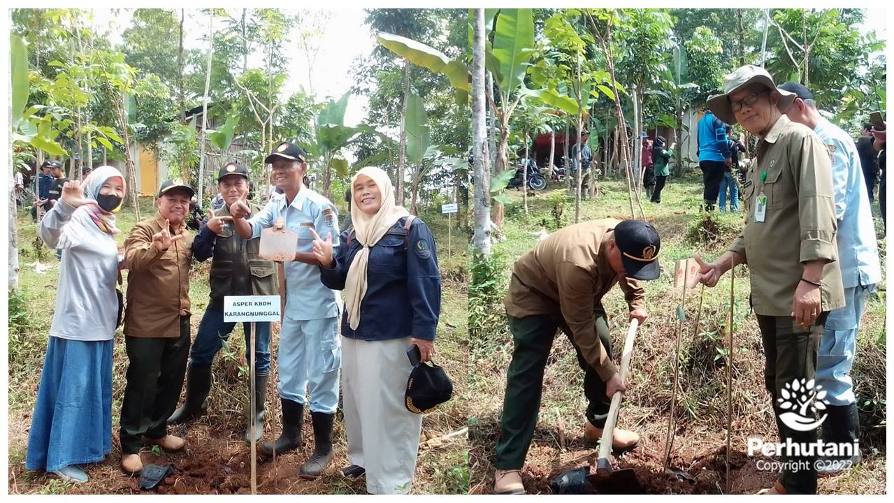 Perhutani Atasi Tuplah, Perhutani Bersama CDK & Stakeholder Lakukan Tanam Pohon Di Tasikmalaya ...