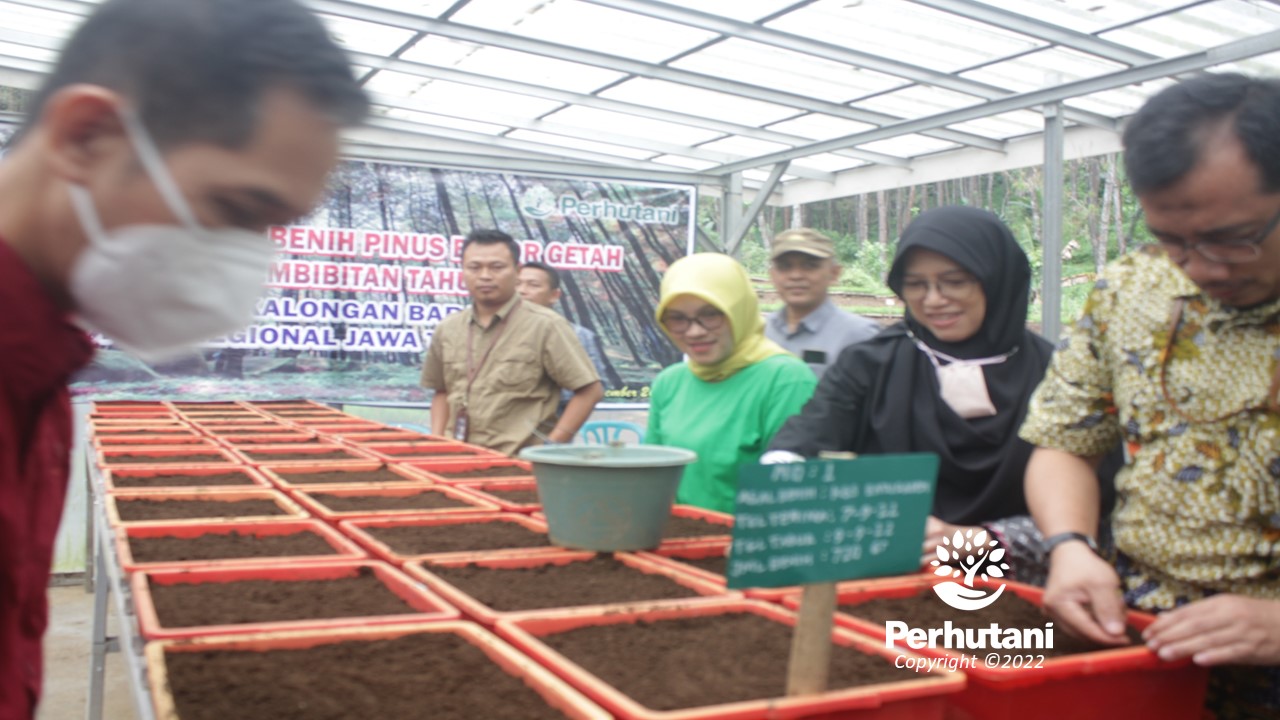 Perhutani Perhutani Lakukan Tabur Serentak Benih Pinus Bocor Getah di ...