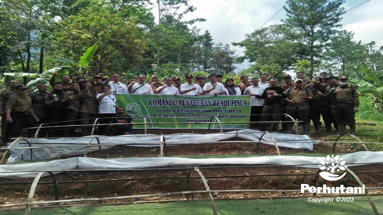 Perhutani Perhutani Kuningan Gelar Tabur Benih Pinus Secara Serentak Di Karang Kencana