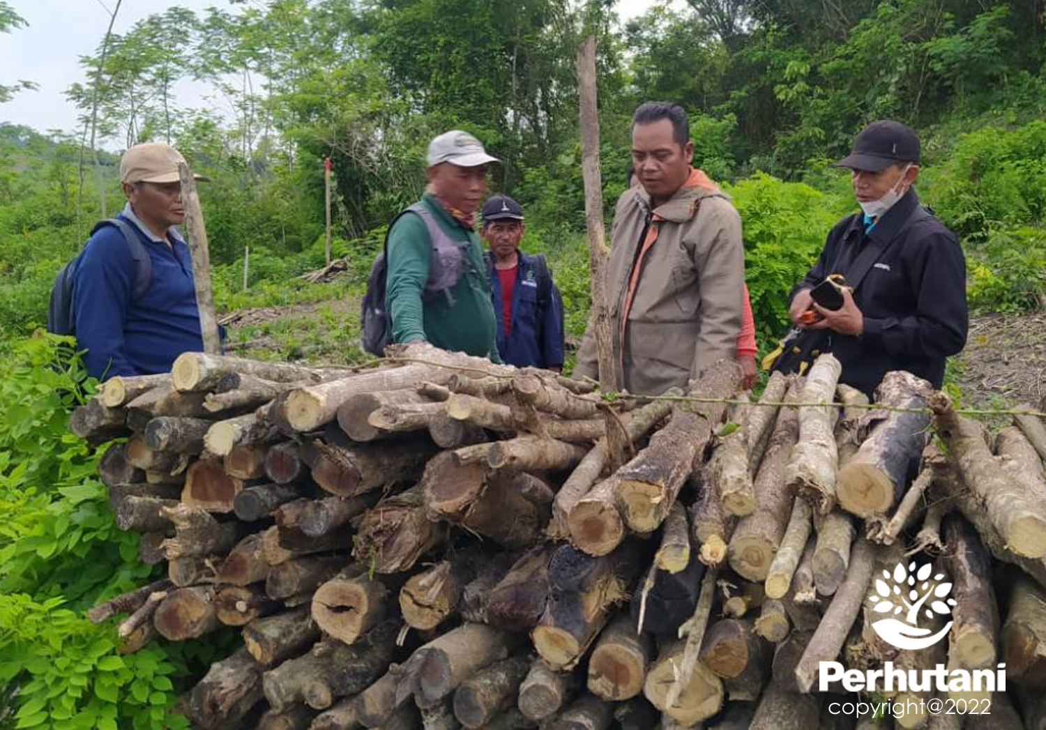 Perhutani Tebangan Perdana Tanaman Biomassa Jenis Gliricide (Gamal) KPH ...