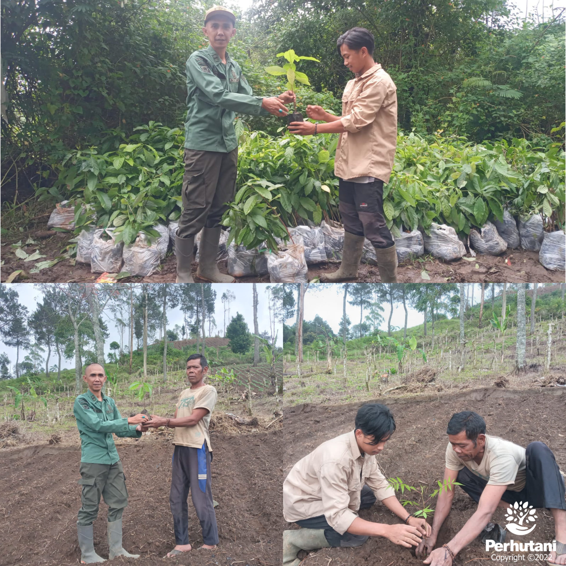 Perhutani Rehabilitasi Hutan, Perhutani Bersama Stakeholder Tanam 6000 Pohon di Garut