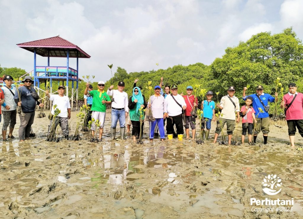 Perhutani Perhutani Bersama KPMM Tanam Mangrove dalam rangka Peringatan Hari Satu Juta Pohon Se ...