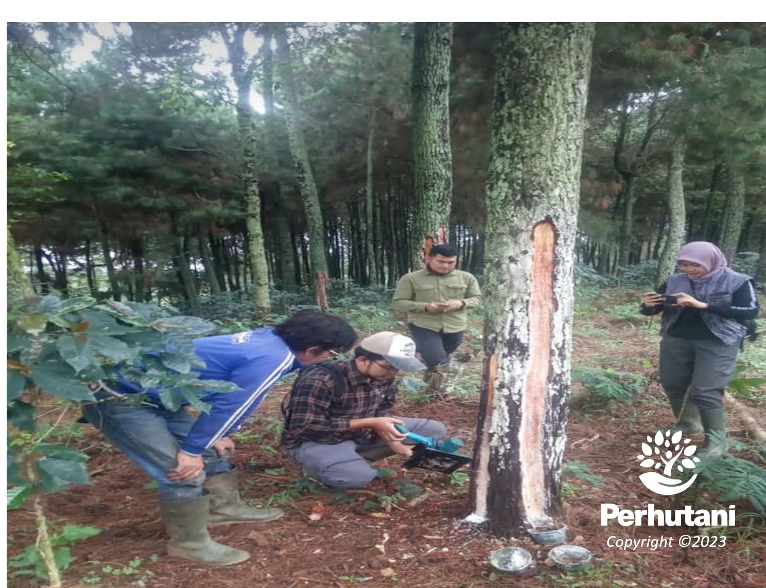 Perhutani Tingkatkan Produksi Getah Pinus, Perhutani Bandung Utara Kenalkan Alat Sadap Mekanis ...