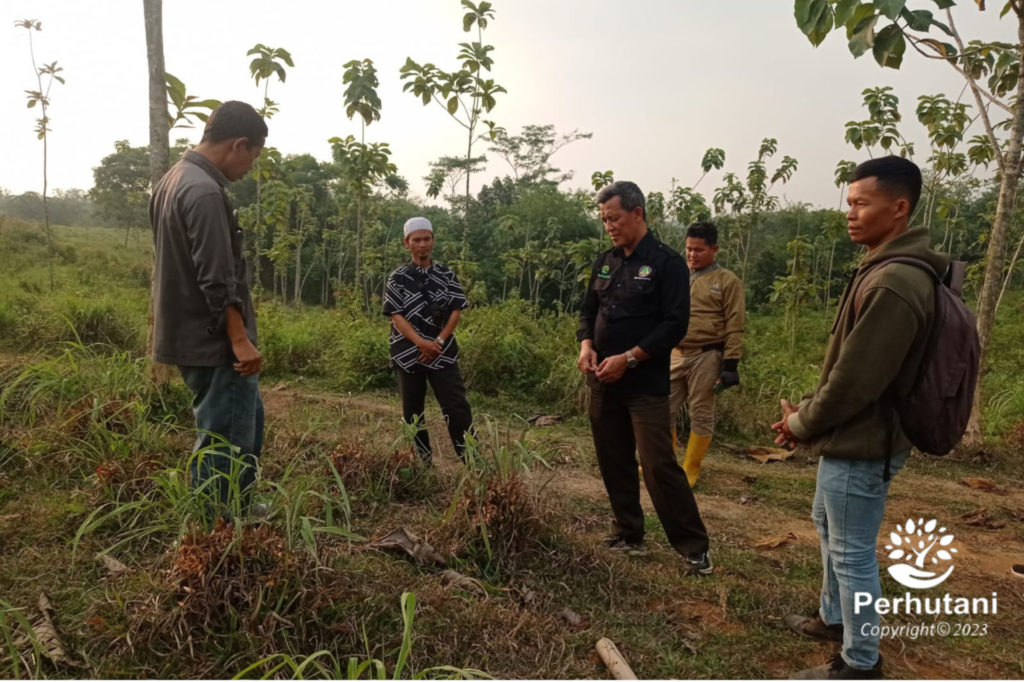 Perhutani Perhutani Bogor Monev Kerja Sama Agroforestri dengan PT. Alam Indonesia Raharja