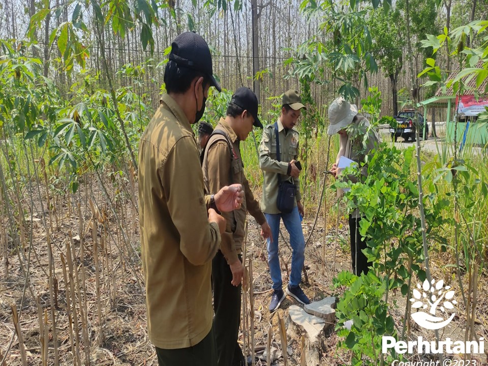 Perhutani Perhutani bersama CDK Bojonegoro Gelar Monev RTT Semester I