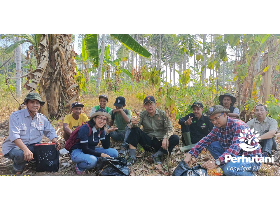 Perhutani Perhutani Bersama BPDAS SOP Unduh Bibit Tanaman Manglid