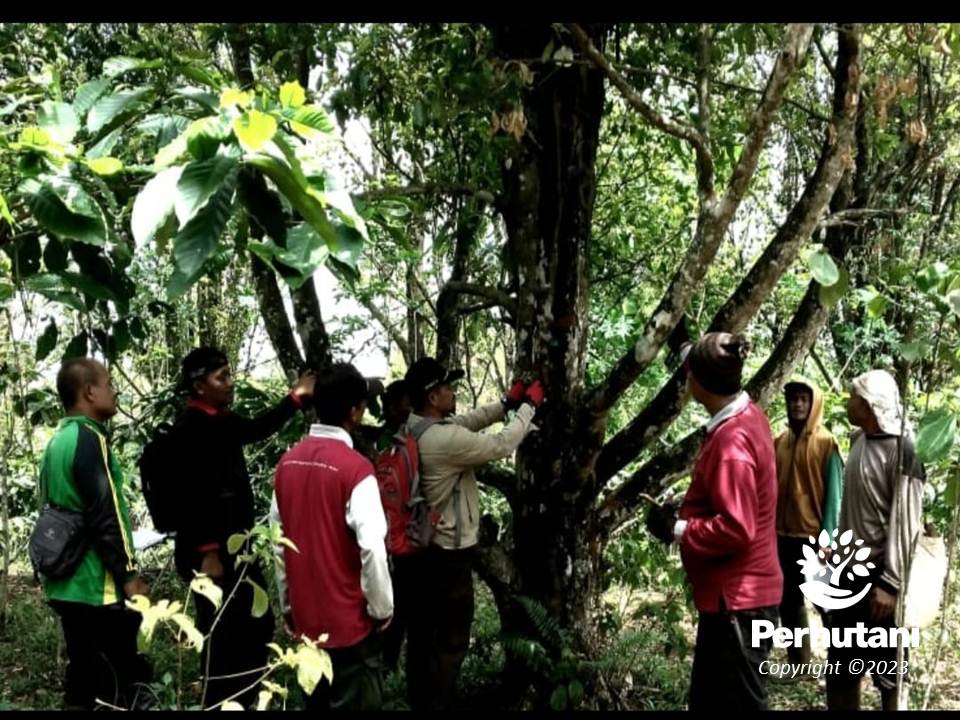 Perhutani Perhutani Bersama KTH Ngudi Lestari Sensus Tanaman Cengkeh
