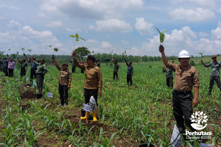 Perhutani Momentum HMPI, Perhutani Mojokerto Melakukan Penanaman bersama MDH