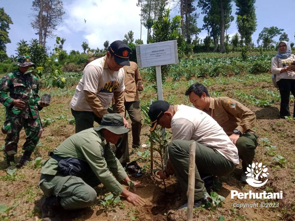 Perhutani Perhutani Bersama BPDAS Pemali Jratun Pulihkan Daerah Aliran ...