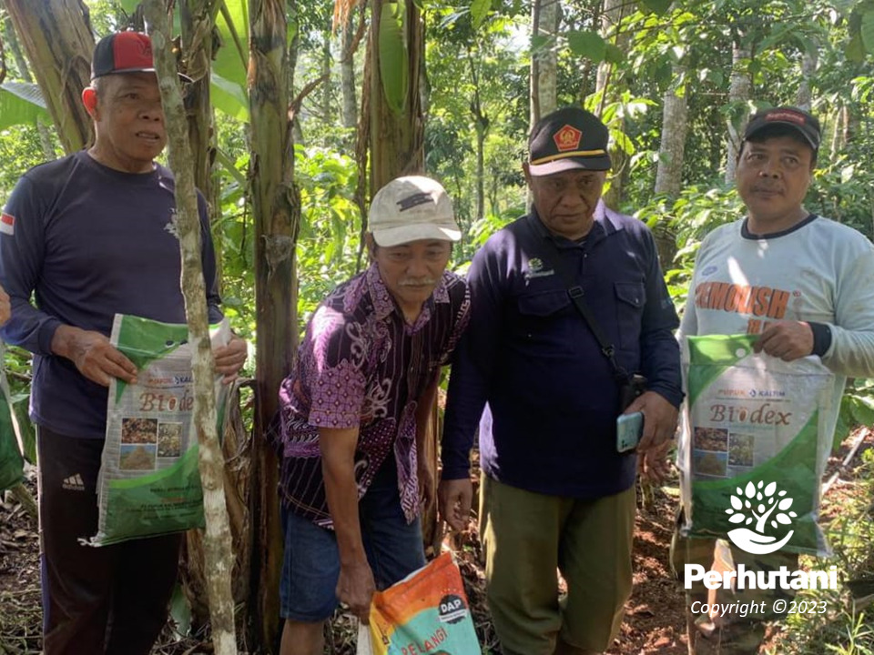 Perhutani Perhutani Bersama Pupuk Kaltim Demplot Tanaman Kopi