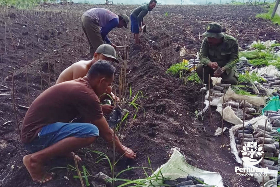 Perhutani Sukseskan Agroforestry Tebu, Perhutani Mojokerto Kembangkan ...