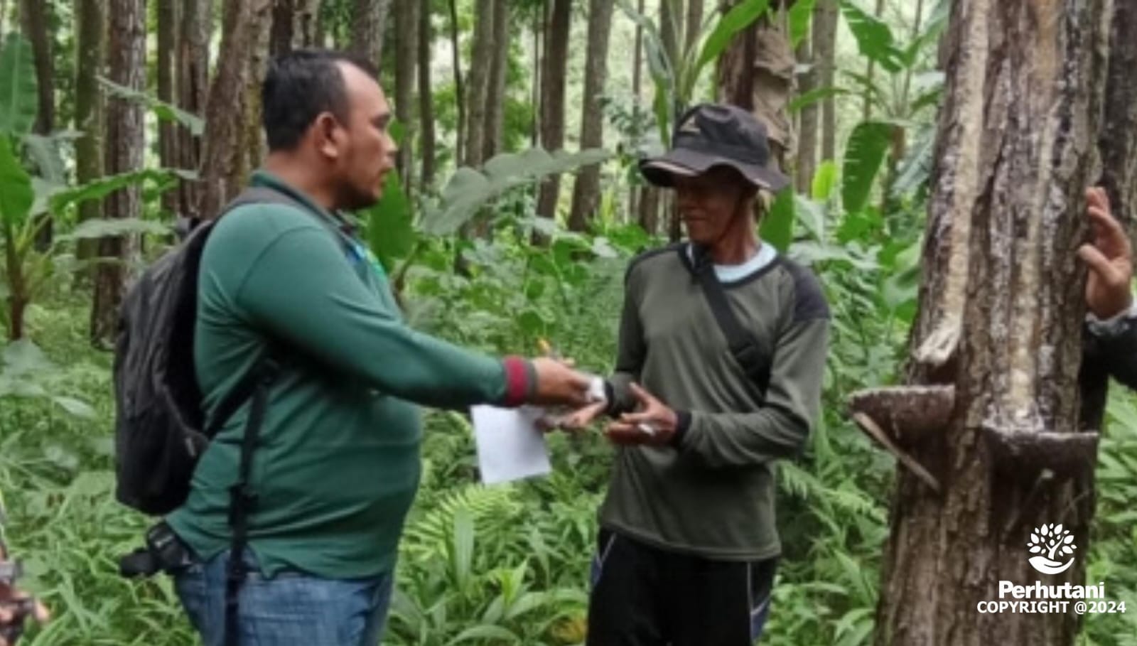 Perhutani Perhutani Banyuwangi Barat Beri Apresiasi ke Para Penyadap