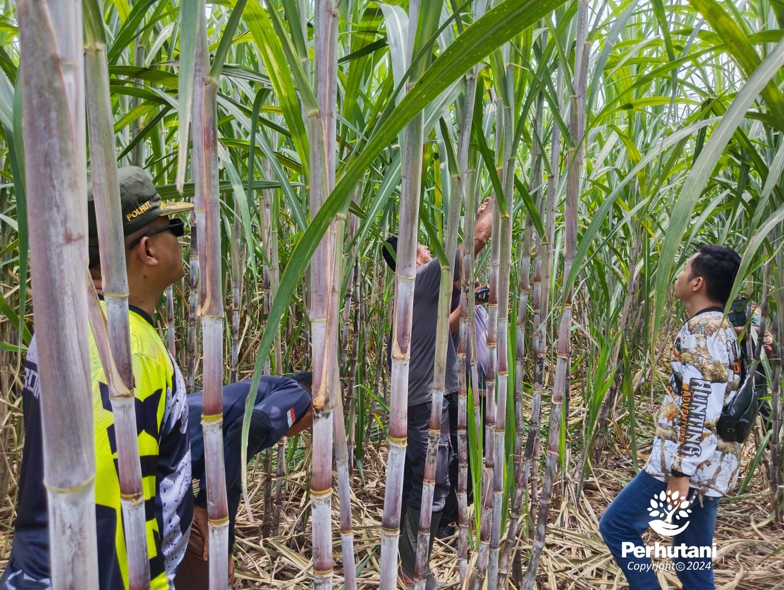 Perhutani Perhutani Indramayu Bersama PG Rajawali II Jatitujuh Adakan ...