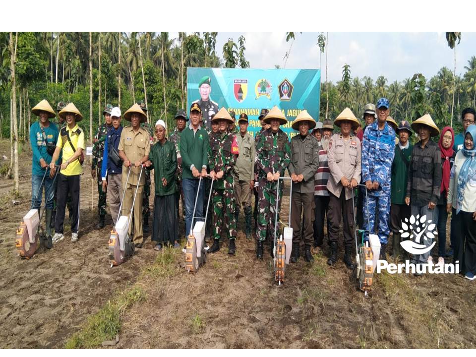 Perhutani Perhutani Blitar bersama Kodim 0808 Blitar Tanam Jagung Serentak Dukung Program ...