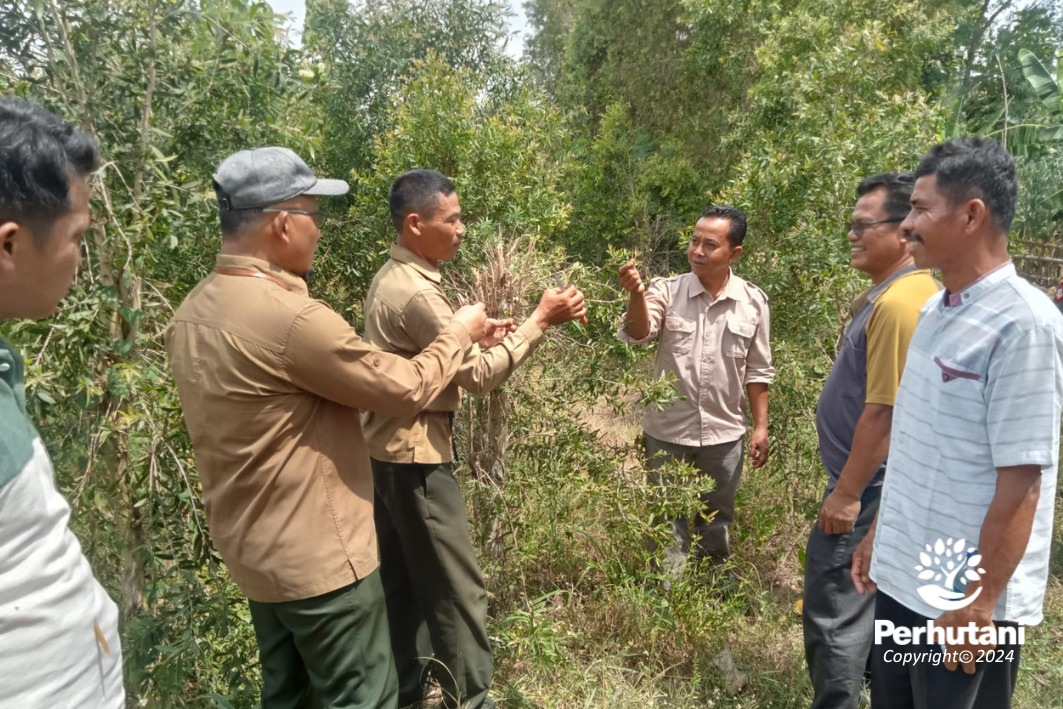 Perhutani Perhutani Dampingi Studi Banding Lembaga Pengelola Hutan ...