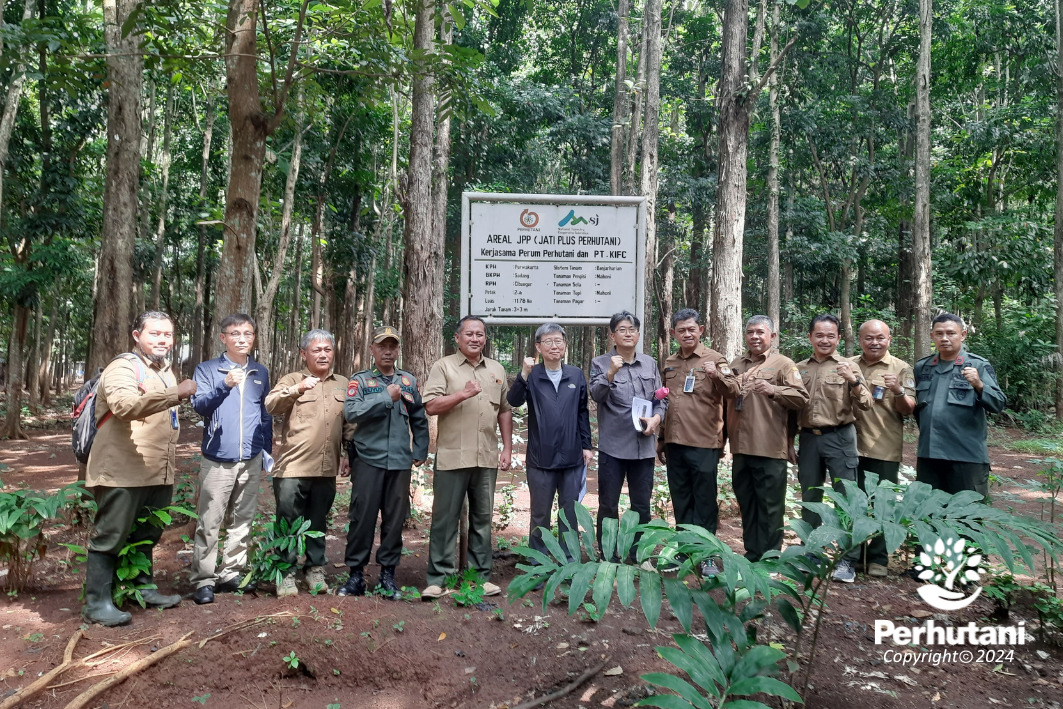 Perhutani Perhutani Divre Janten Bersama NFCF Tinjau Kerja Sama Tanaman ...