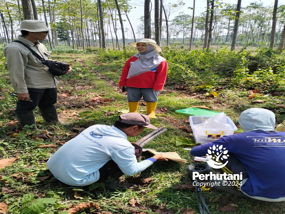 Perhutani Perhutani KPH Kediri Bersinergi dengan BRIN untuk Penelitian Tanaman Jabon