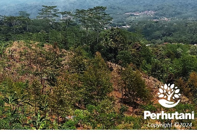 Perhutani Perhutani bersama MDH di Wonosobo Kerja Sama Pemanfaatan Kawasan Hutan untuk ...