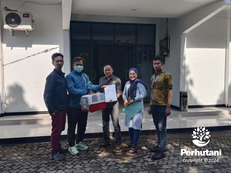 Perhutani Perhutani Cianjur Serahkan Kukang Jawa Kepada BKSDA Provinsi Jawa Barat