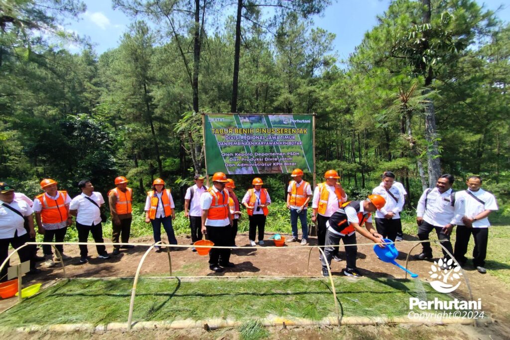 Perhutani Tabur Benih Pinus Serentak Perum Perhutani Divisi Regional Jawa Timur di KPH Blitar