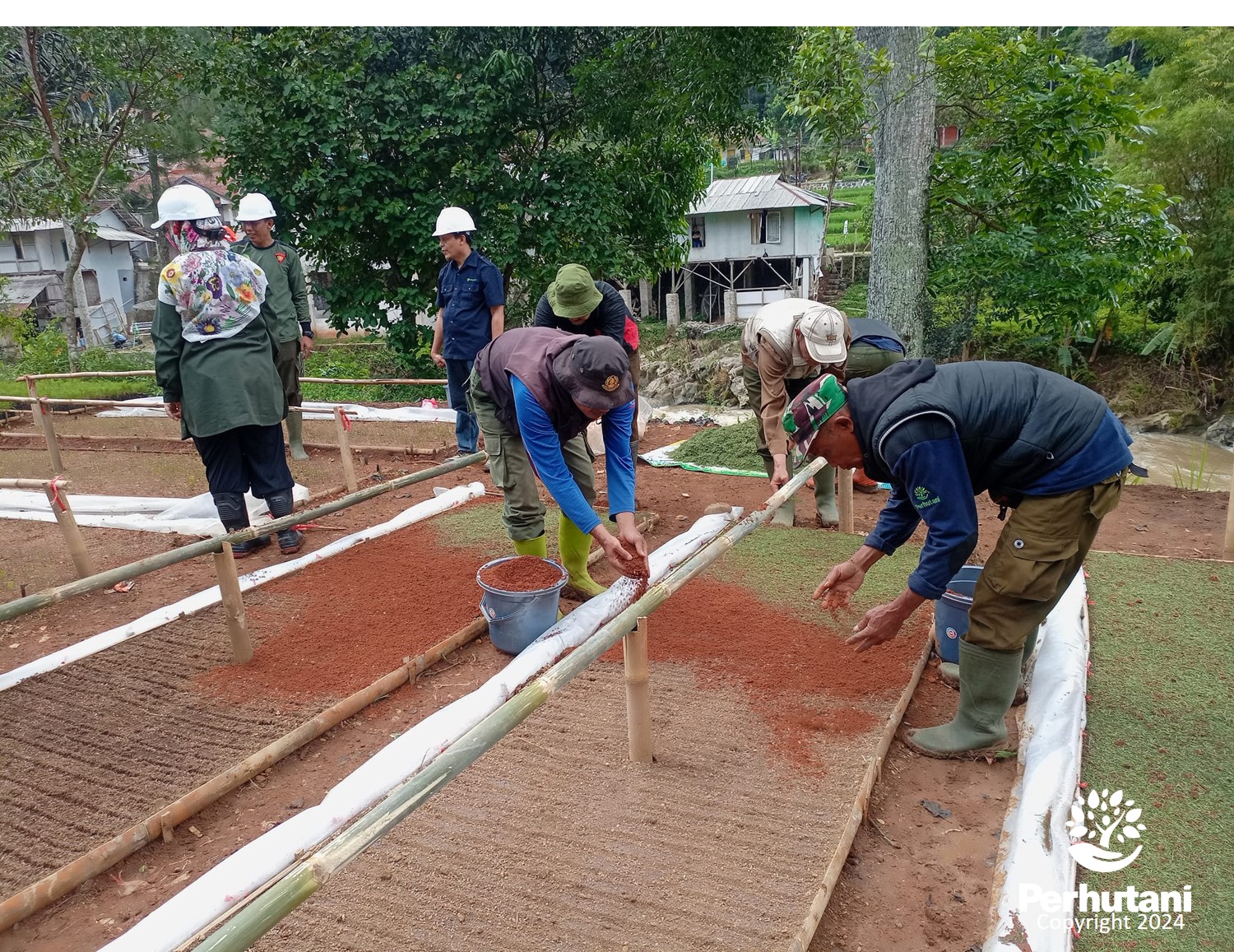 Perhutani Perhutani Laksanakan Tabur Benih Pinus Serentak di Bandung Selatan