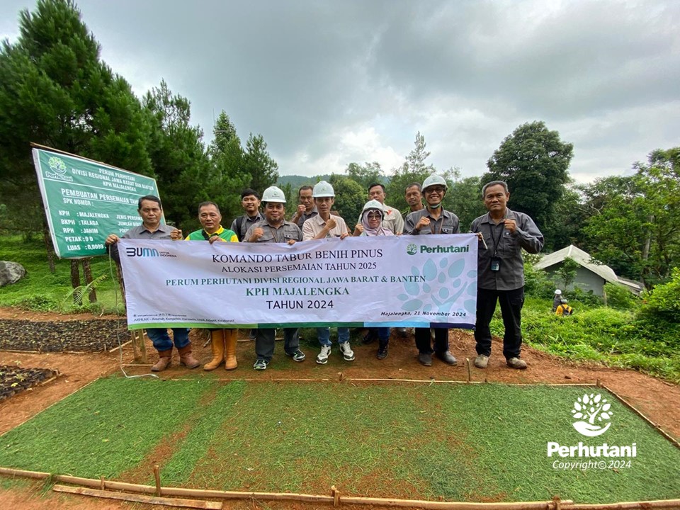 Perhutani Perhutani Laksanakan Tabur Benih Tanaman Pinus di Majalengka