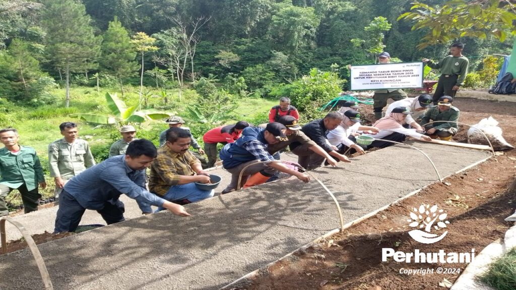 Perhutani Perhutani Laksanakan Tabur Benih Pinus Serentak di Kuningan