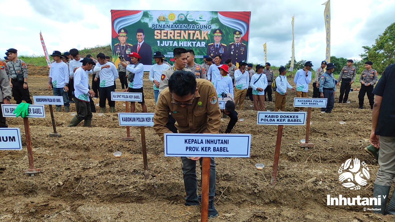 Perhutani Sukseskan Swasembada Pangan, Inhutani V Unit Bangka Tanam 1 Juta Hektare Jagung