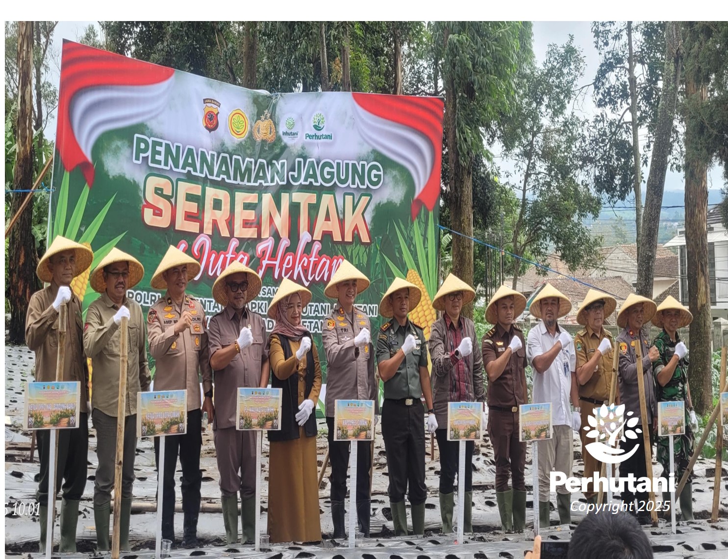 Perhutani Perhutani Gelar Penanaman Jagung Serentak Dukung Ketahanan Pangan Nasional di Cisaru