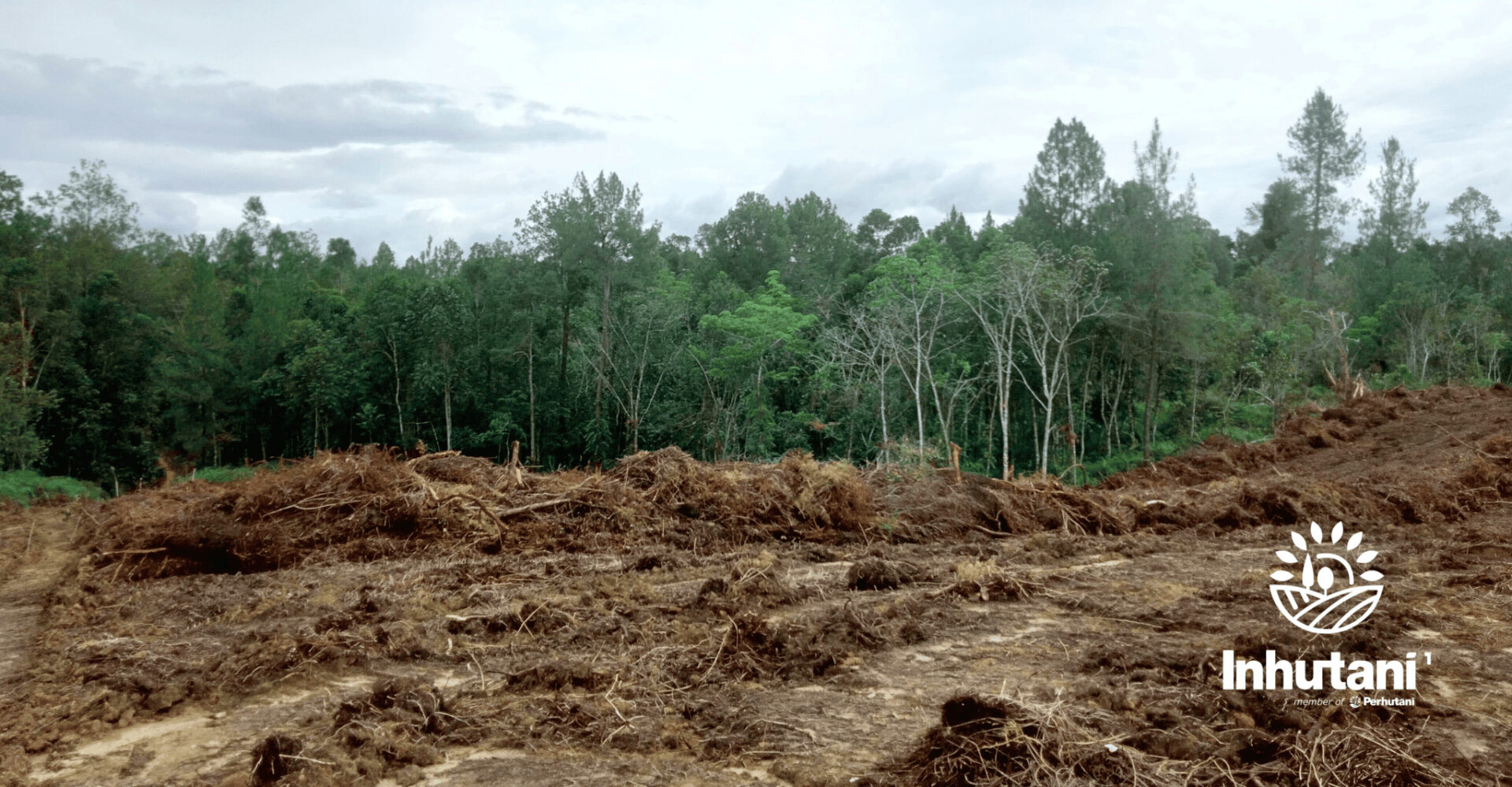 Perhutani Inhutani I Dukung Ketahanan Pangan dan Pelestarian Lingkungan di Kalimantan Barat